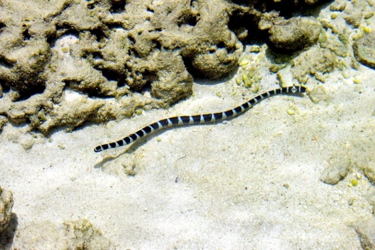 Belcher's Sea Snake – Facts, Size, Habitat, Pictures