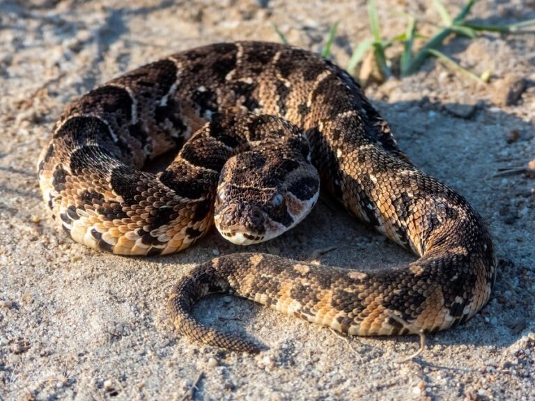 Puff Adder Facts, Description, Diet, and Pictures