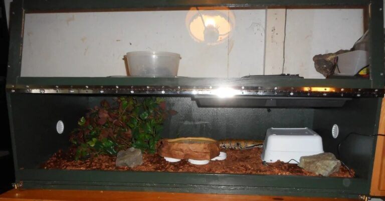 Blood Python – Facts, Size, Habitat, Pictures