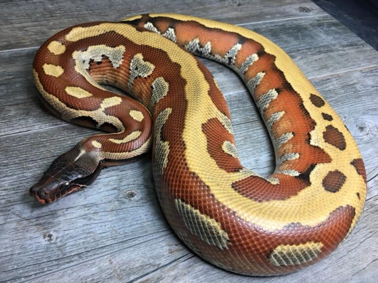 Blood Python – Facts, Size, Habitat, Pictures