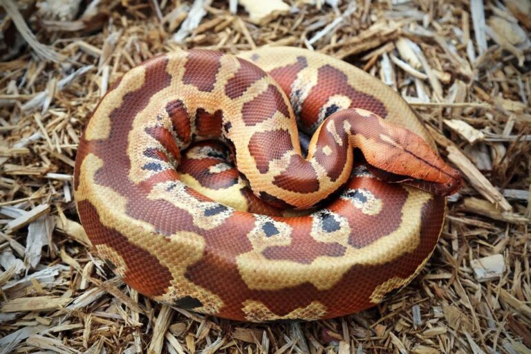 Blood Python – Facts, Size, Habitat, Pictures