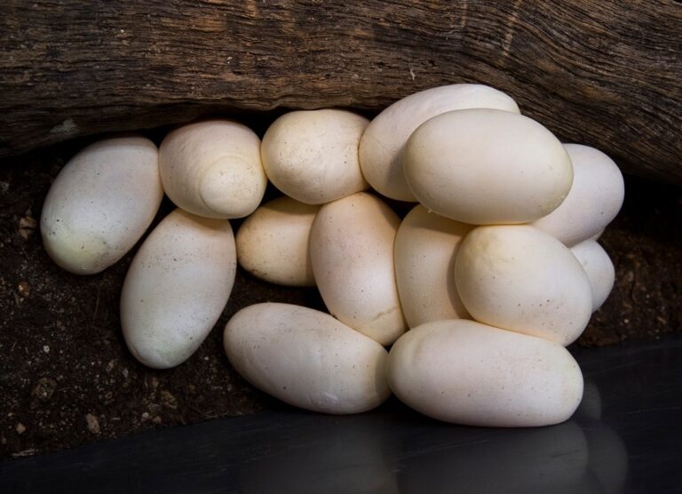 Cape Cobra – Facts, Size, Habitat, Pictures