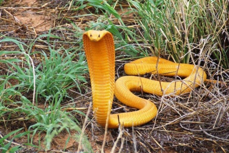 Cape Cobra – Facts, Size, Habitat, Pictures