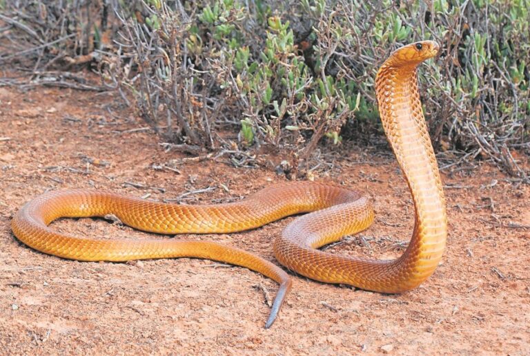 Cape Cobra – Facts, Size, Habitat, Pictures