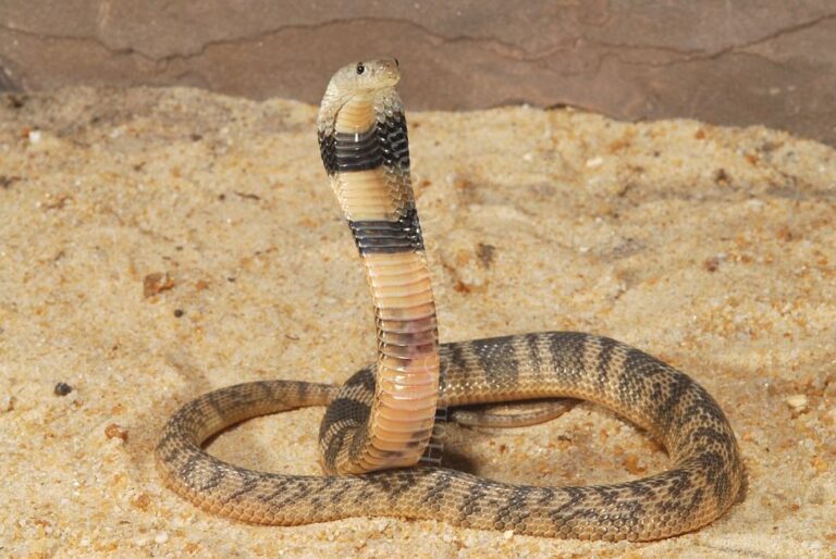 Caspian Cobra – Facts, Size, Habitat, Pictures