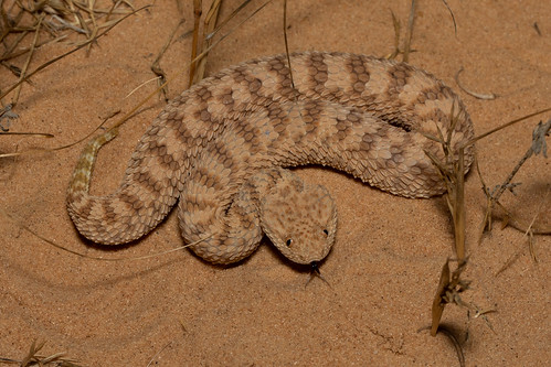 Sahara Sand Viper Facts, Description, Diet, and Pictures