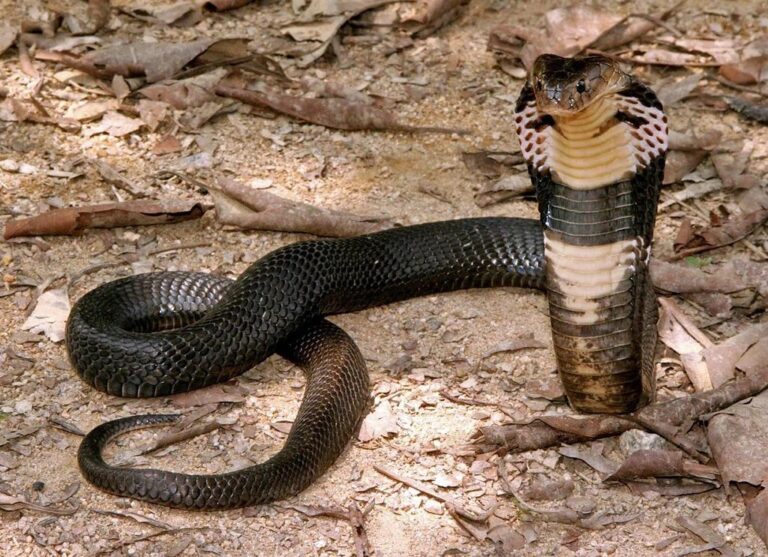 Chinese Cobra Facts, Description, Diet, and Pictures