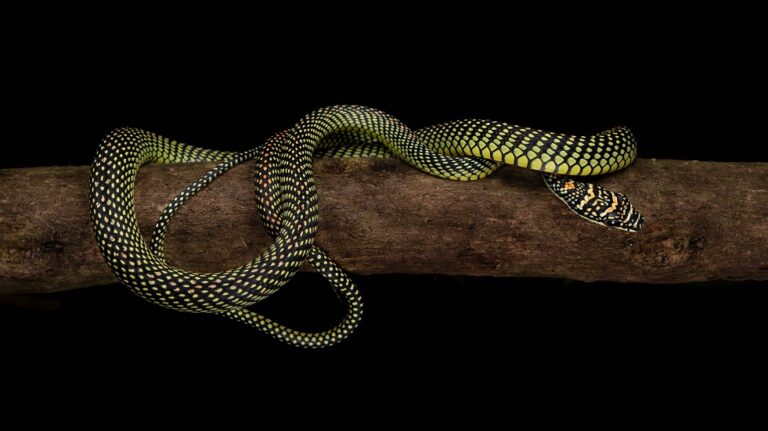 Paradise Flying Snake Facts, Description, Diet, and Pictures
