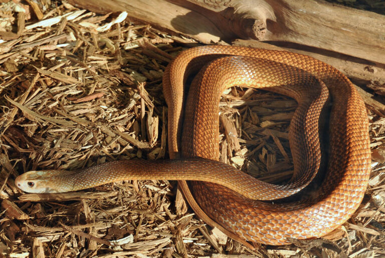 Coastal Taipan – Facts, Size, Habitat, Pictures