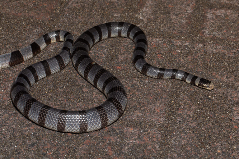 Yellow-Lipped Sea Krait – Facts, Size, Habitat, Pictures