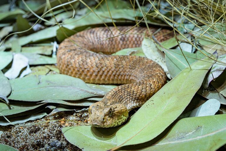 Common Death Adder – Facts, Size, Habitat, Pictures