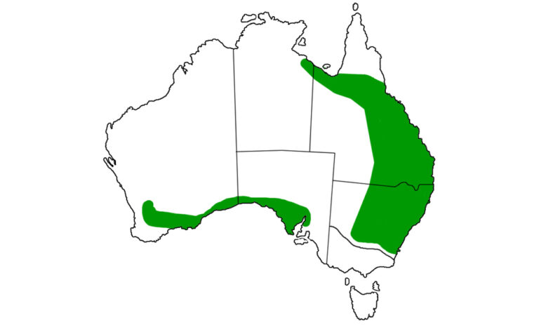 Common Death Adder – Facts, Size, Habitat, Pictures