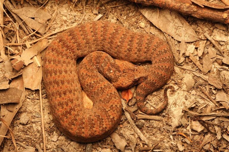 Common Death Adder – Facts, Size, Habitat, Pictures