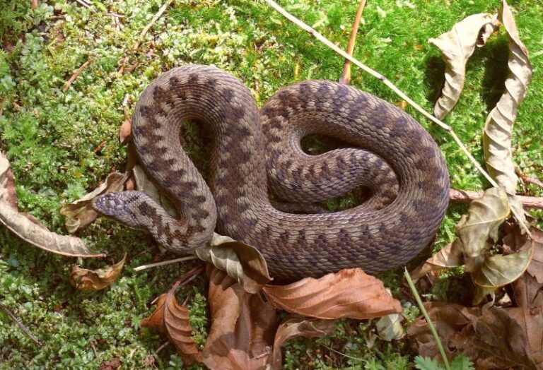Common European Adder Facts, Description, Diet, and Pictures