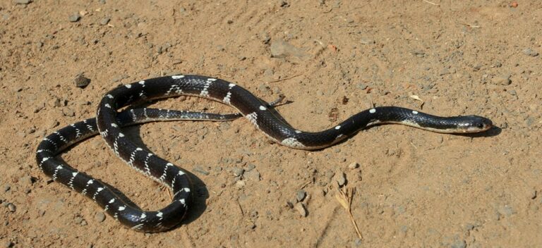Common Krait Facts, Description, Diet, and Pictures