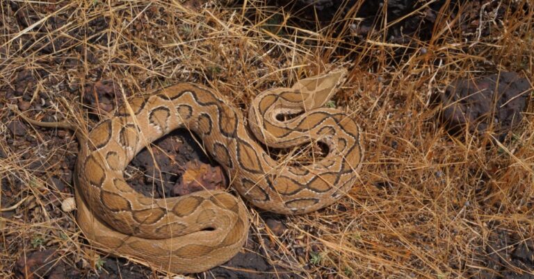 Russell’s Viper Facts, Description, Diet, and Pictures