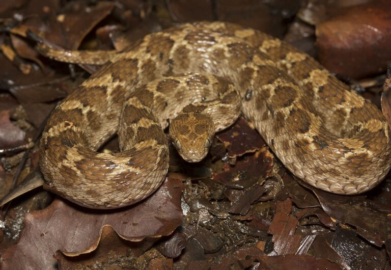 Saw Scaled Viper Facts, Description, Diet, and Pictures