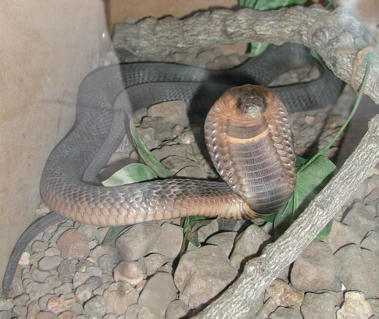Egyptian Cobra – Facts, Size, Habitat, Pictures