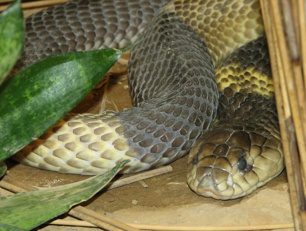 Egyptian Cobra – Facts, Size, Habitat, Pictures