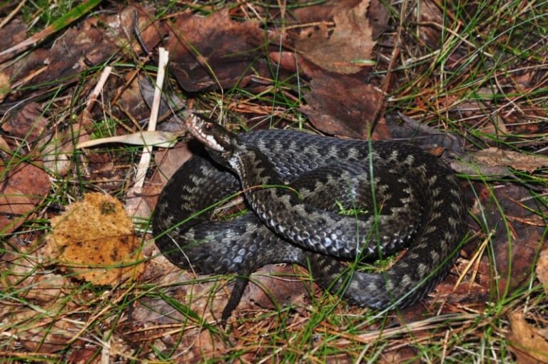 Common European Adder Facts, Description, Diet, and Pictures