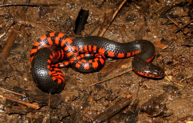 Western Mud Snake Facts, Description, Diet, and Pictures