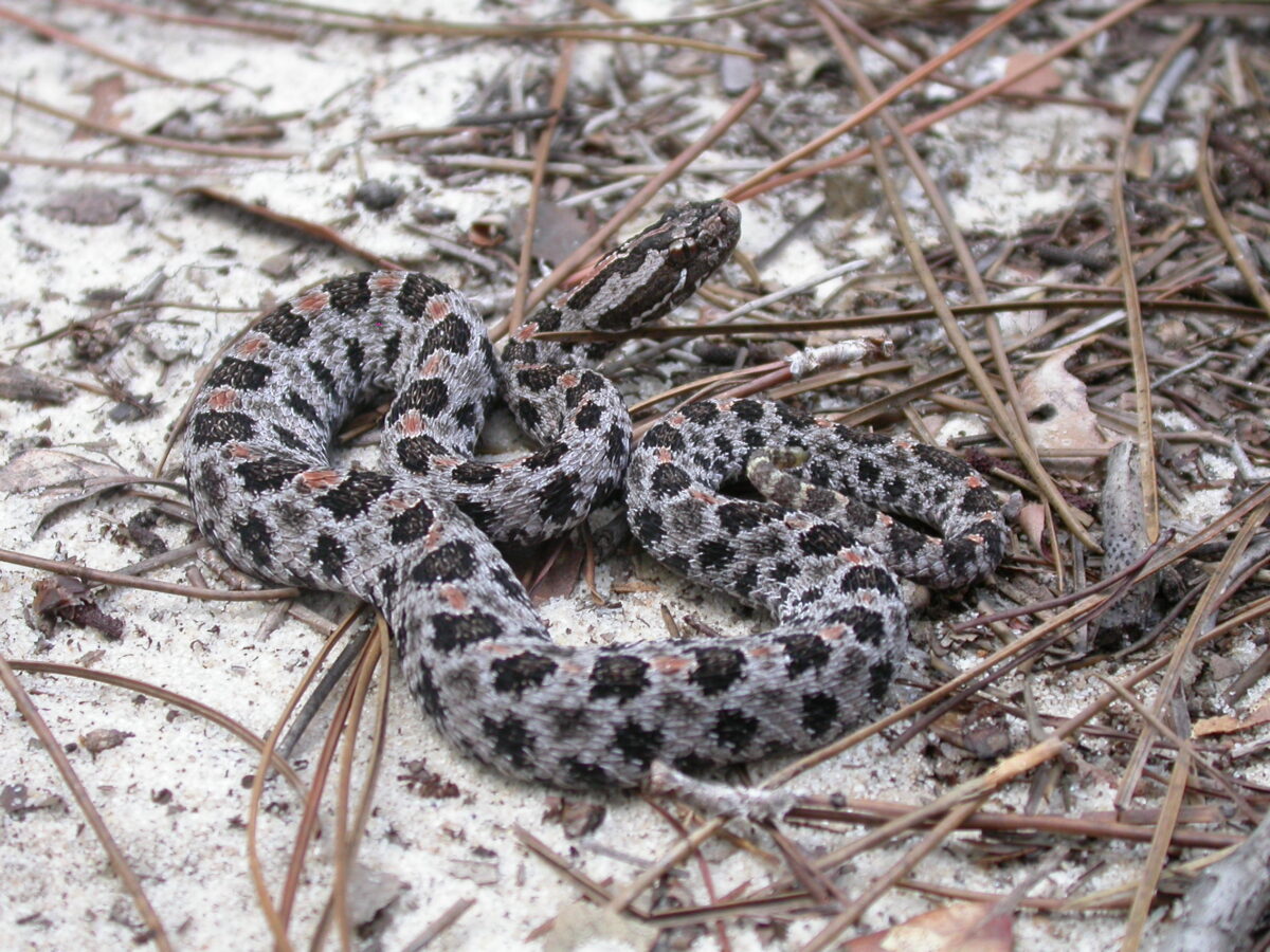 Pygmy Rattlesnake Facts, Description, Diet, and Pictures