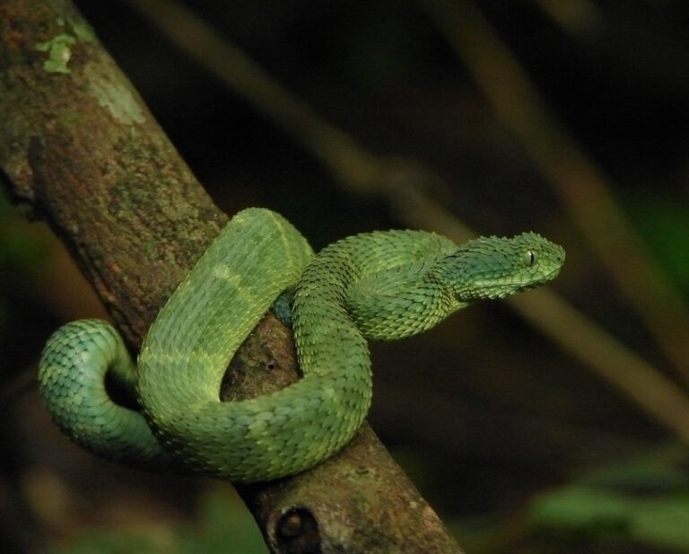 African Bush Viper Facts, Description, Diet, and Pictures