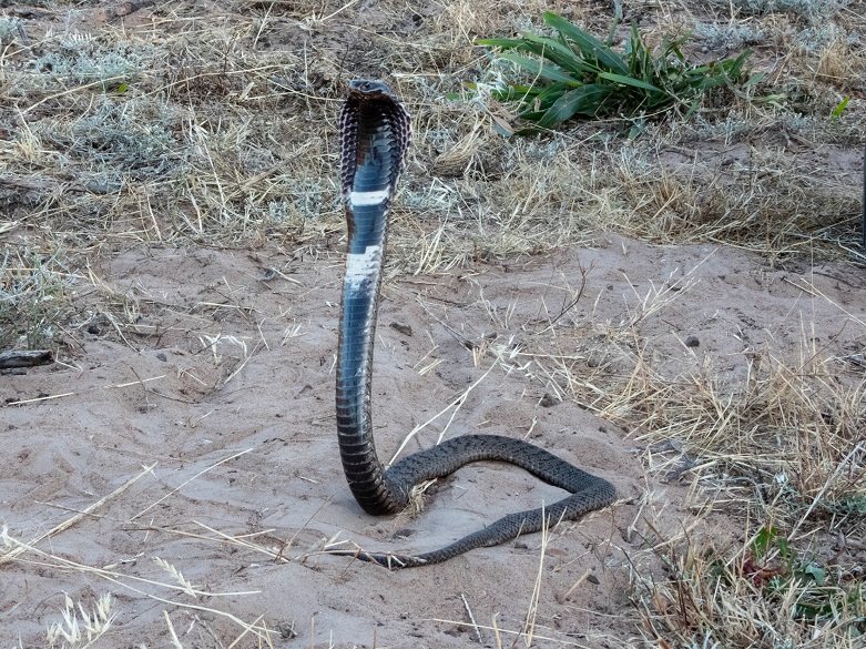 Rinkhals – Facts, Size, Habitat, Pictures