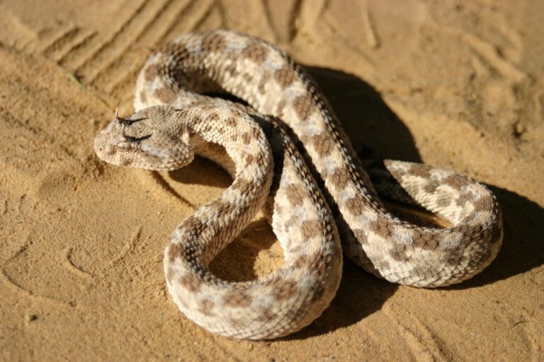 Horned Viper Facts, Description, Diet, and Pictures