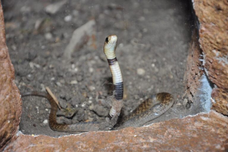 Indian Cobra – Facts, Size, Habitat, Pictures