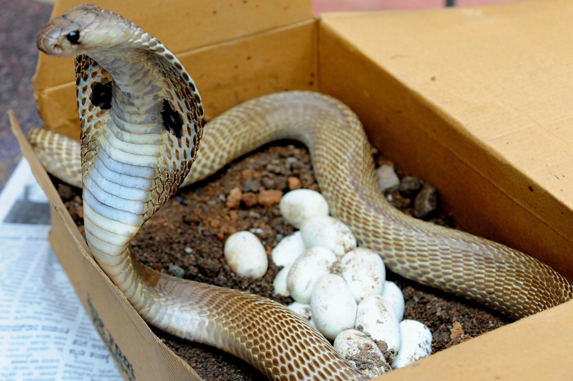 Indian Cobra – Facts, Size, Habitat, Pictures