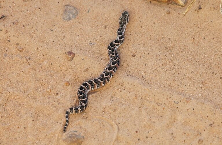 Puff Adder Facts, Description, Diet, and Pictures