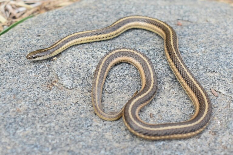 Lined Snake Facts, Description, Diet, and Pictures