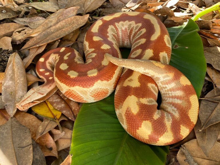 Blood Python – Facts, Size, Habitat, Pictures