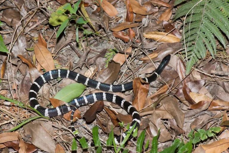 Common Krait Facts, Description, Diet, and Pictures