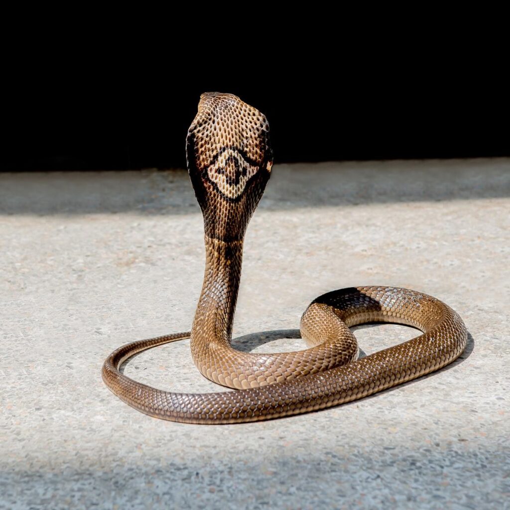 Monocled Cobra – Facts, Size, Habitat, Pictures
