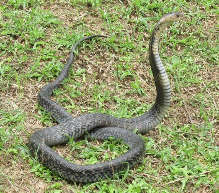 Egyptian Cobra – Facts, Size, Habitat, Pictures