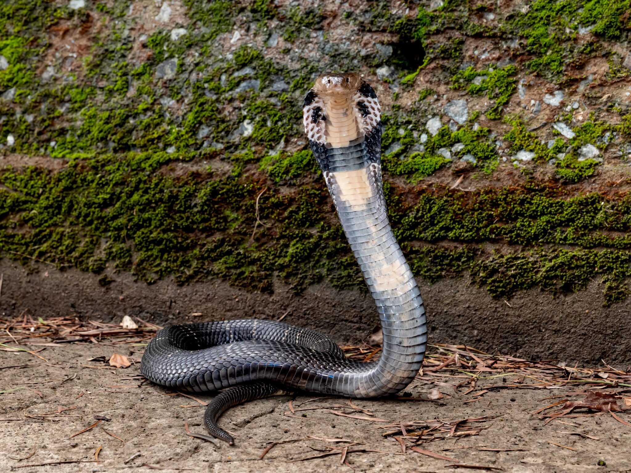 Chinese Cobra Facts, Description, Diet, and Pictures