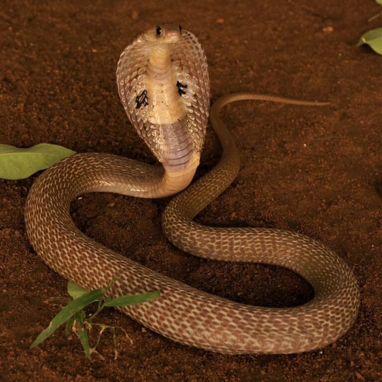 Indian Cobra – Facts, Size, Habitat, Pictures Indian Cobra – Facts, Size, Habitat, Pictures