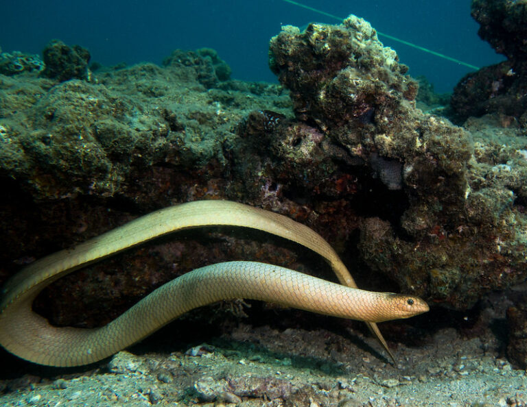 Olive Sea Snake – Facts, Size, Habitat, Pictures