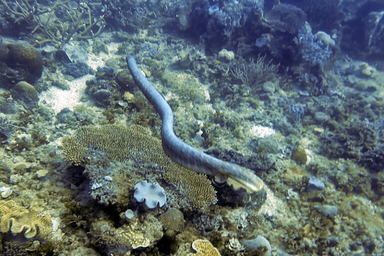 Olive Sea Snake – Facts, Size, Habitat, Pictures