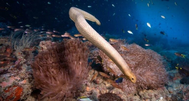 Olive Sea Snake – Facts, Size, Habitat, Pictures