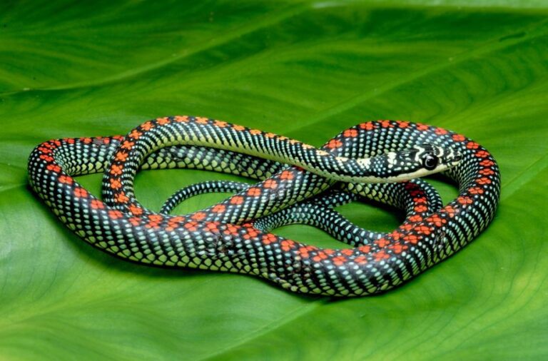 Paradise Flying Snake Facts, Description, Diet, and Pictures