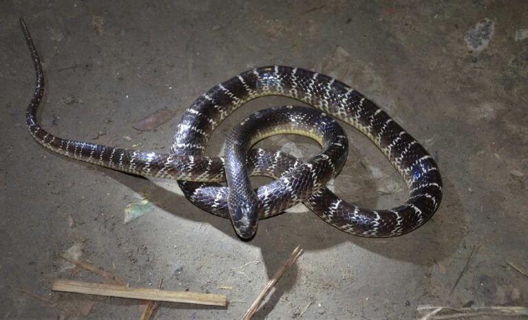 Common Krait Facts, Description, Diet, and Pictures