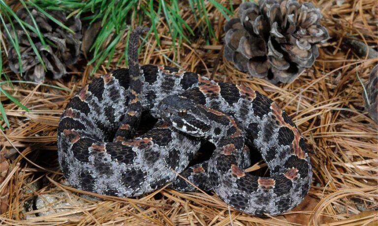 Pygmy Rattlesnake Facts, Description, Diet, and Pictures