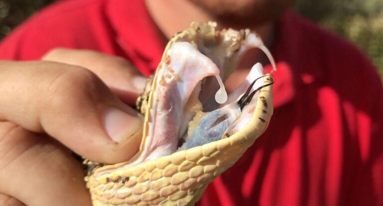 Puff Adder Facts, Description, Diet, and Pictures