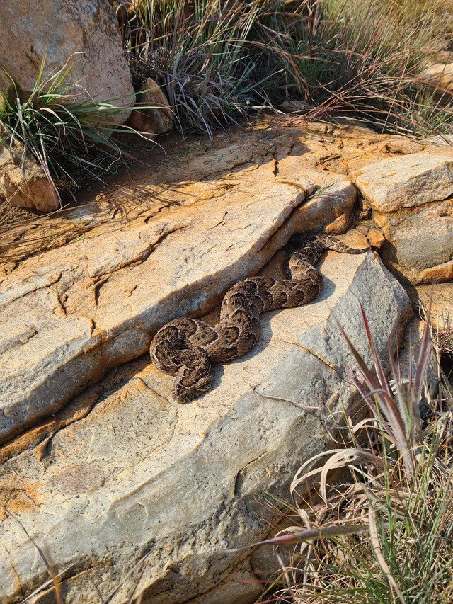 Puff Adder Facts, Description, Diet, and Pictures