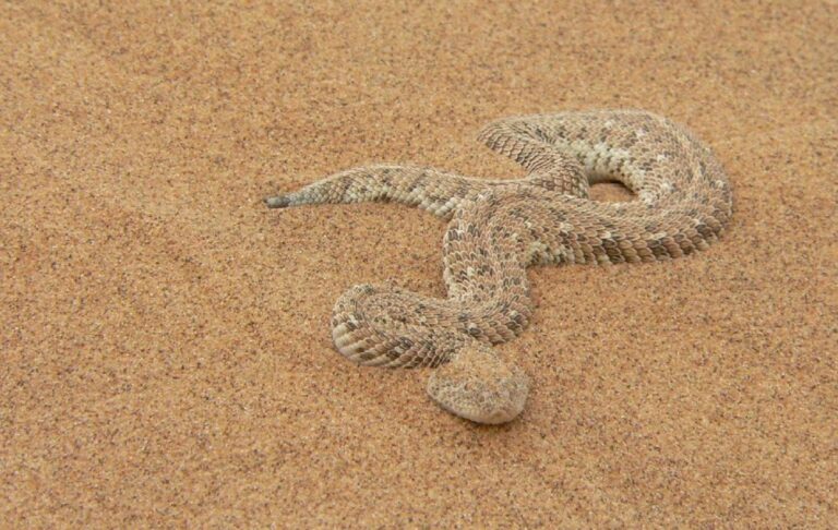 Puff Adder Facts, Description, Diet, and Pictures