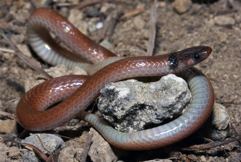 Rim Rock Crowned Snake – Facts, Size, Habitat, Pictures
