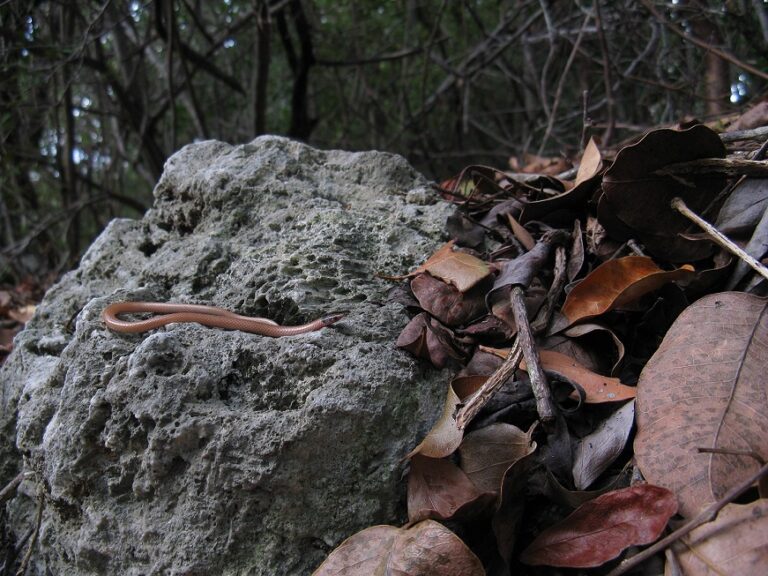 Rim Rock Crowned Snake – Facts, Size, Habitat, Pictures